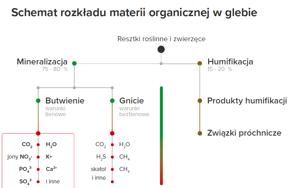 Mineralizacja i humifikacja słomy – elementy poprawy żyzności gleb ...